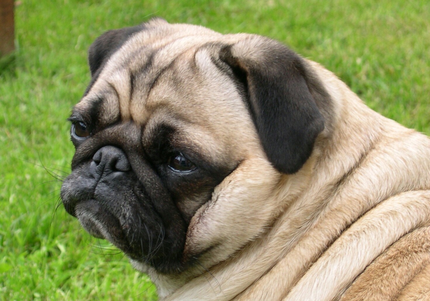 Pug image
